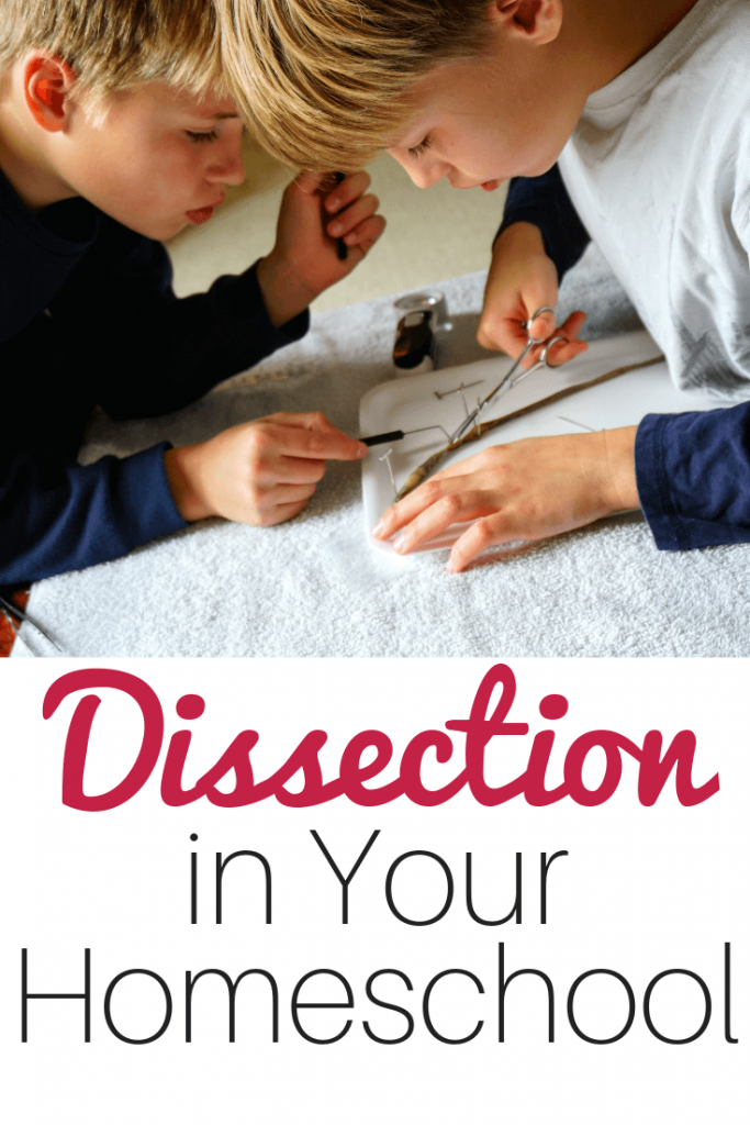 Why My Kids LOVE Homeschool Dissection Lab - The Kennedy Adventures!