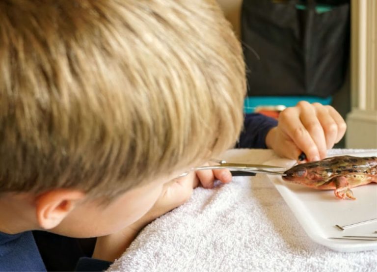 Why My Kids LOVE Homeschool Dissection Lab - The Kennedy Adventures!