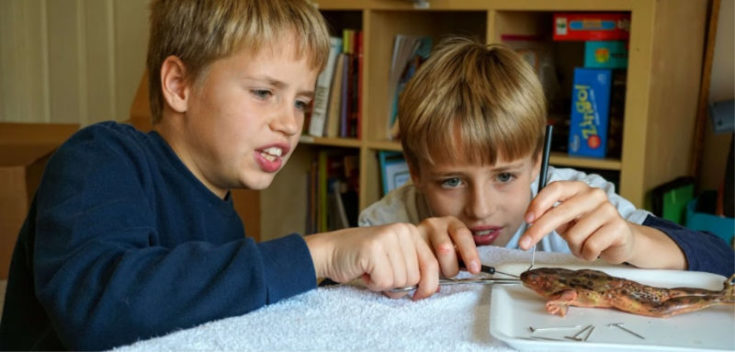 Why My Kids LOVE Homeschool Dissection Lab - The Kennedy Adventures!